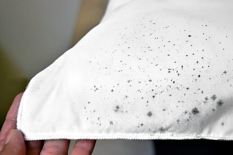 Como tirar manchas de mofo das roupas com essa dica imperdível