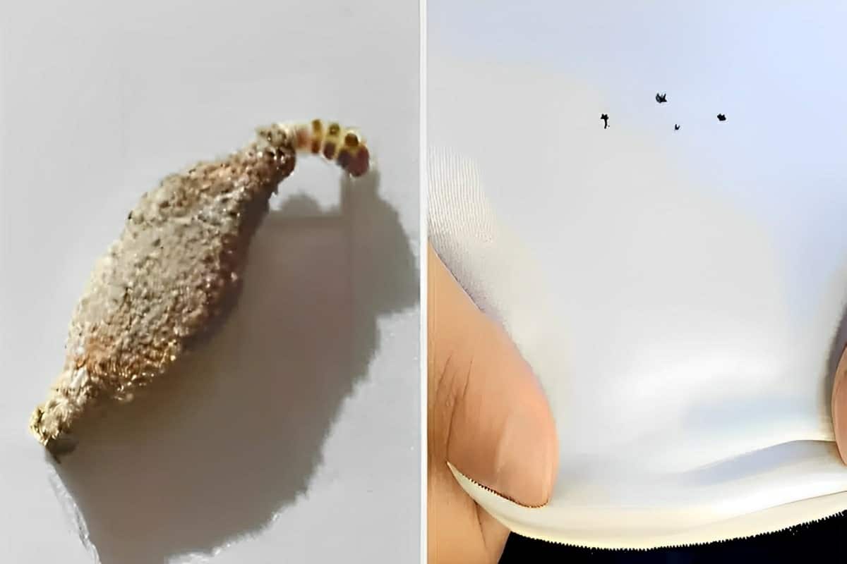 Como acabar com as traças de uma vez por todas usando apenas ...