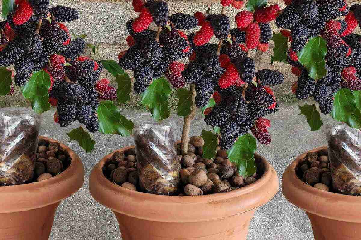 Aprenda como plantar amora em vasos com uma técnica que faz produzir muito