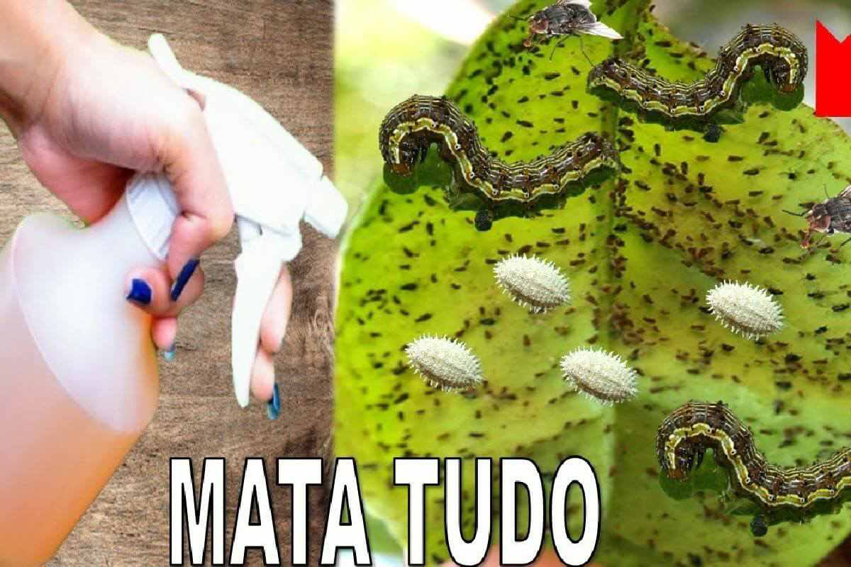 Aprenda a fazer um inseticida para plantas caseiro que acaba com as ...