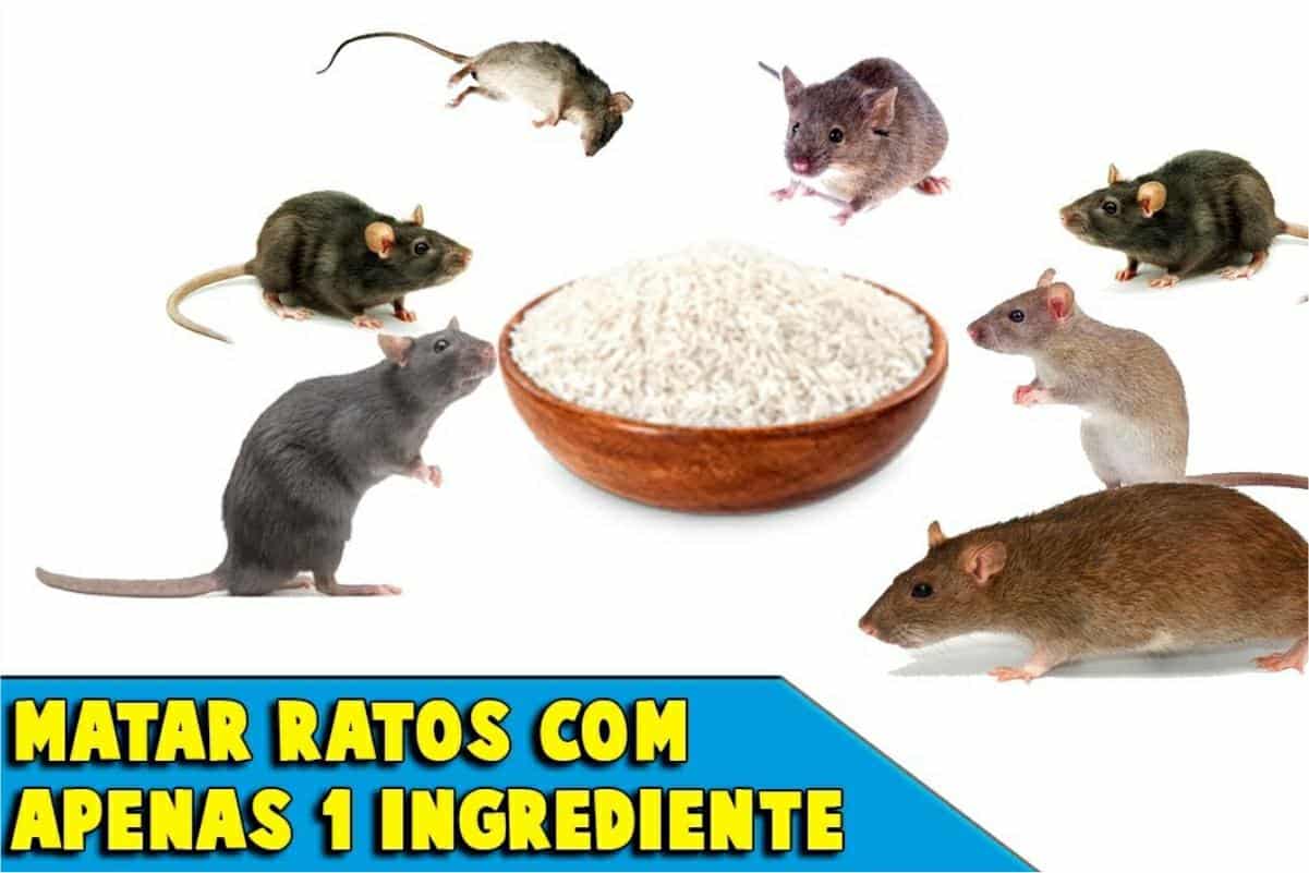 Como acabar com os ratos sem precisar comprar veneno com apenas 1 ...
