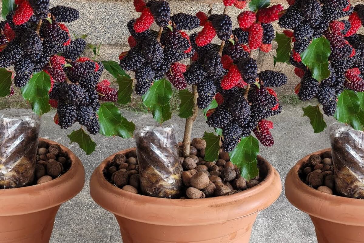 Como plantar amora em vaso com uma técnica fácil que produz o ano inteiro