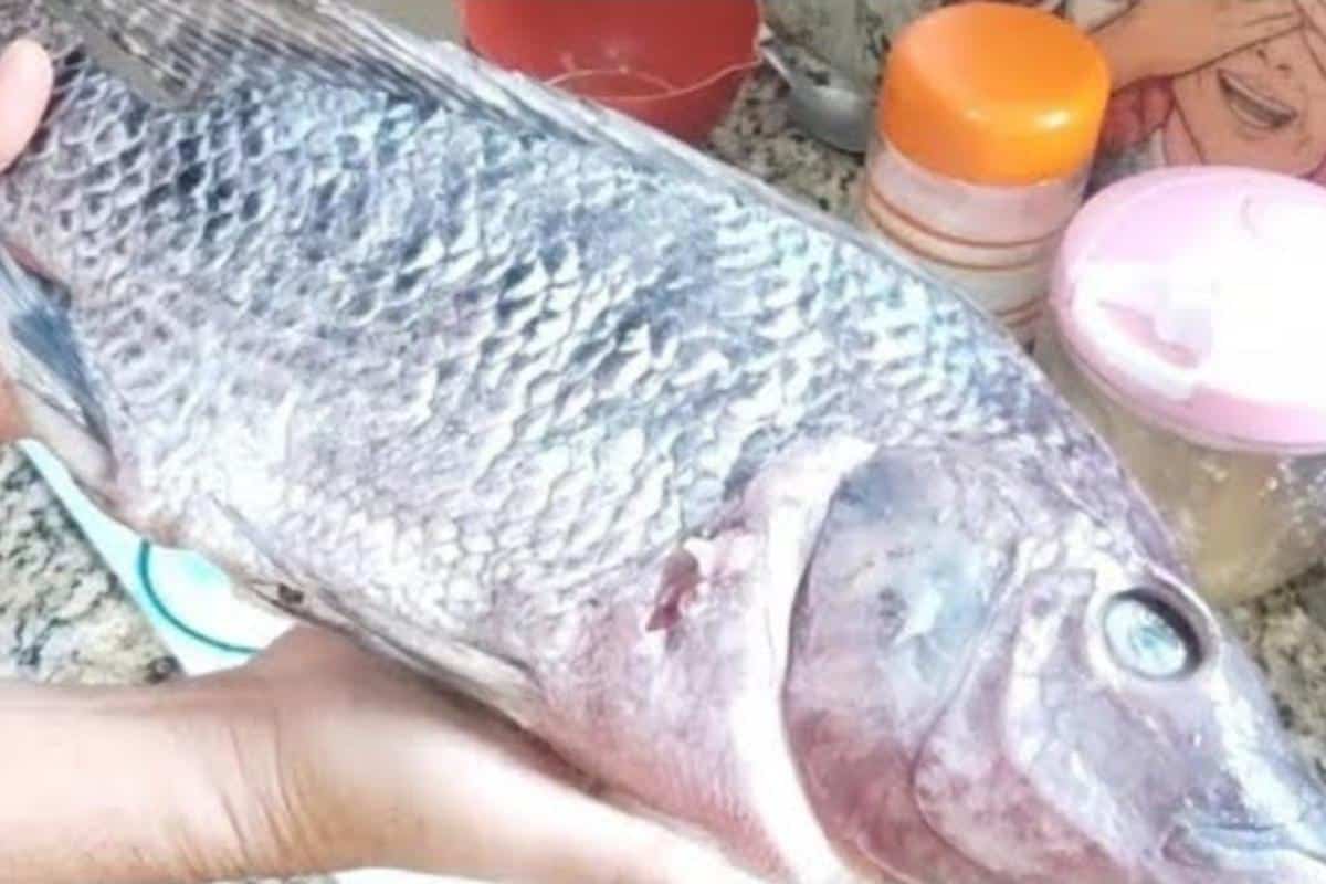 Como fazer e temperar peixe assado no forno do jeito certo que fica ...