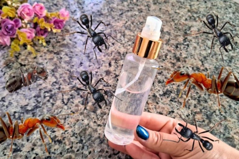 Como espantar as formigas: misturinha fácil e eficiente para ter sempre ...