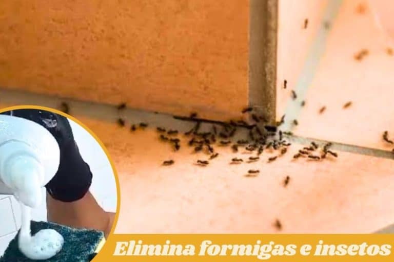 Como espantar formigas da cozinha: deixe sua cozinha livre de insetos ...