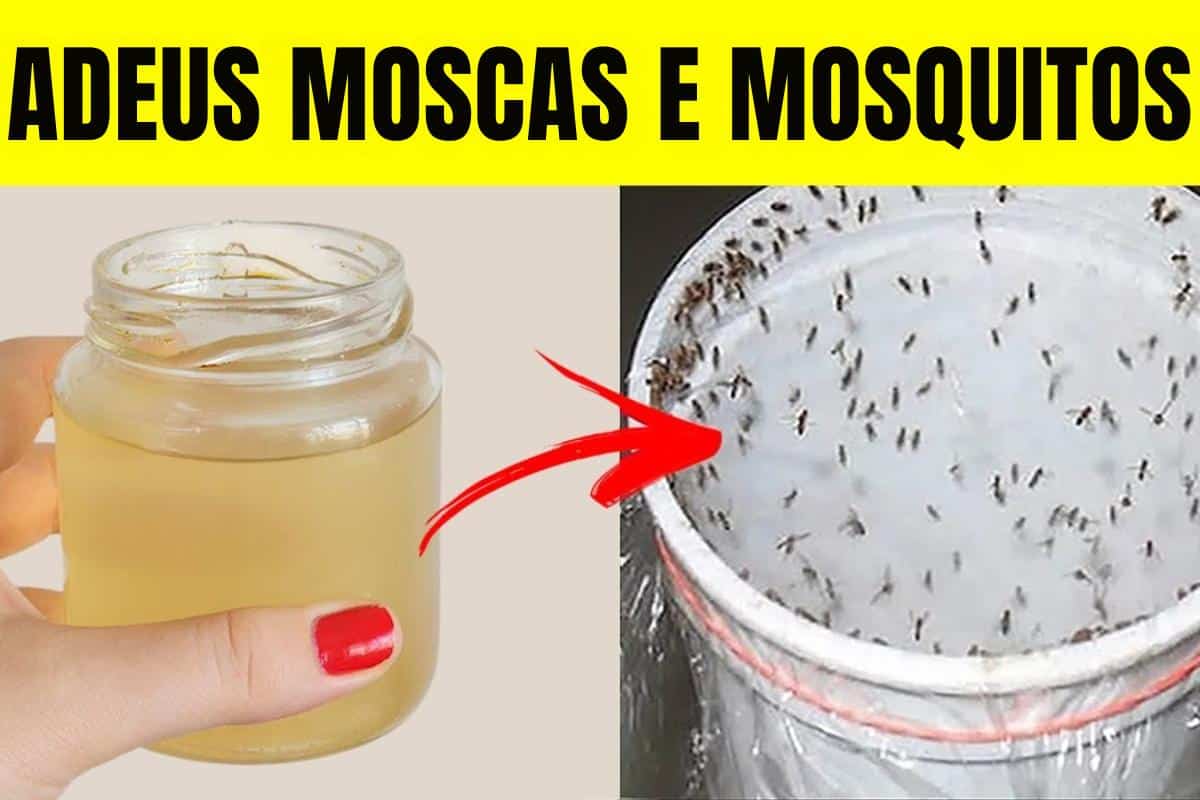 Como eliminar moscas da sua cozinha: essa técnica nunca falha e é muito fácil